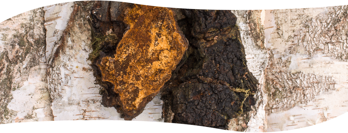 Hongo funcional Chaga